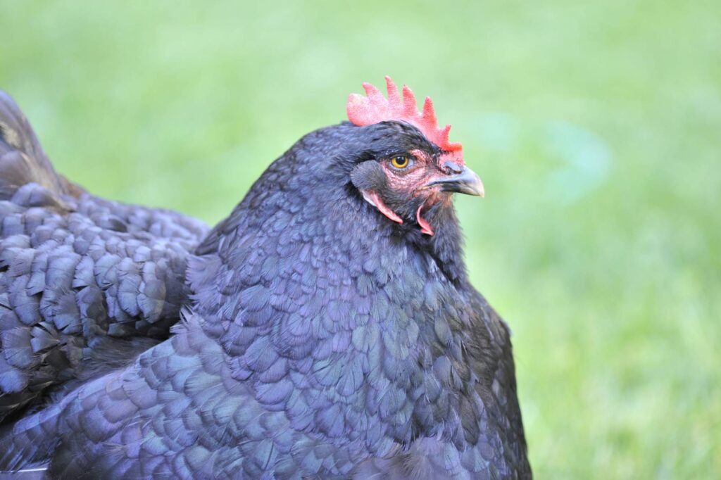 The Danger of Fat Chickens - Backyard Poultry